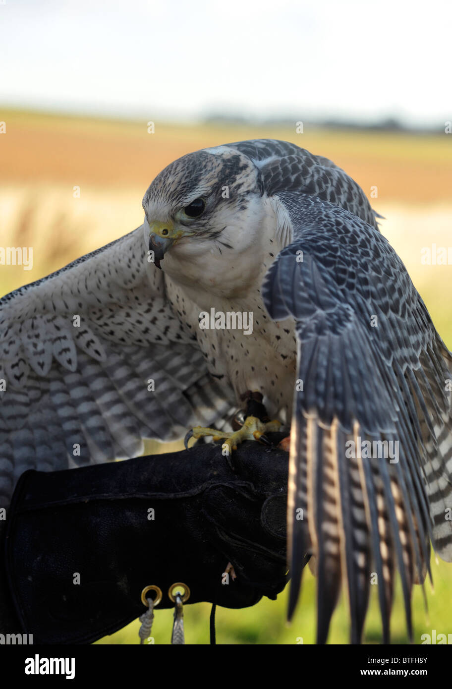 Peregrine x Saker falcon cross breed. Falconry Stock Photo - Alamy