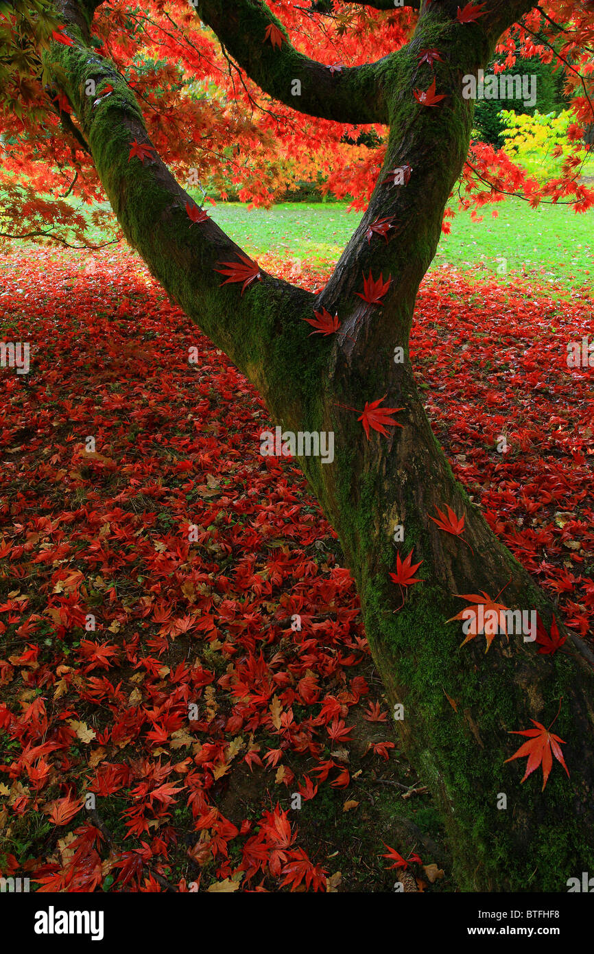 Acer Tree; Autumn; UK Stock Photo - Alamy