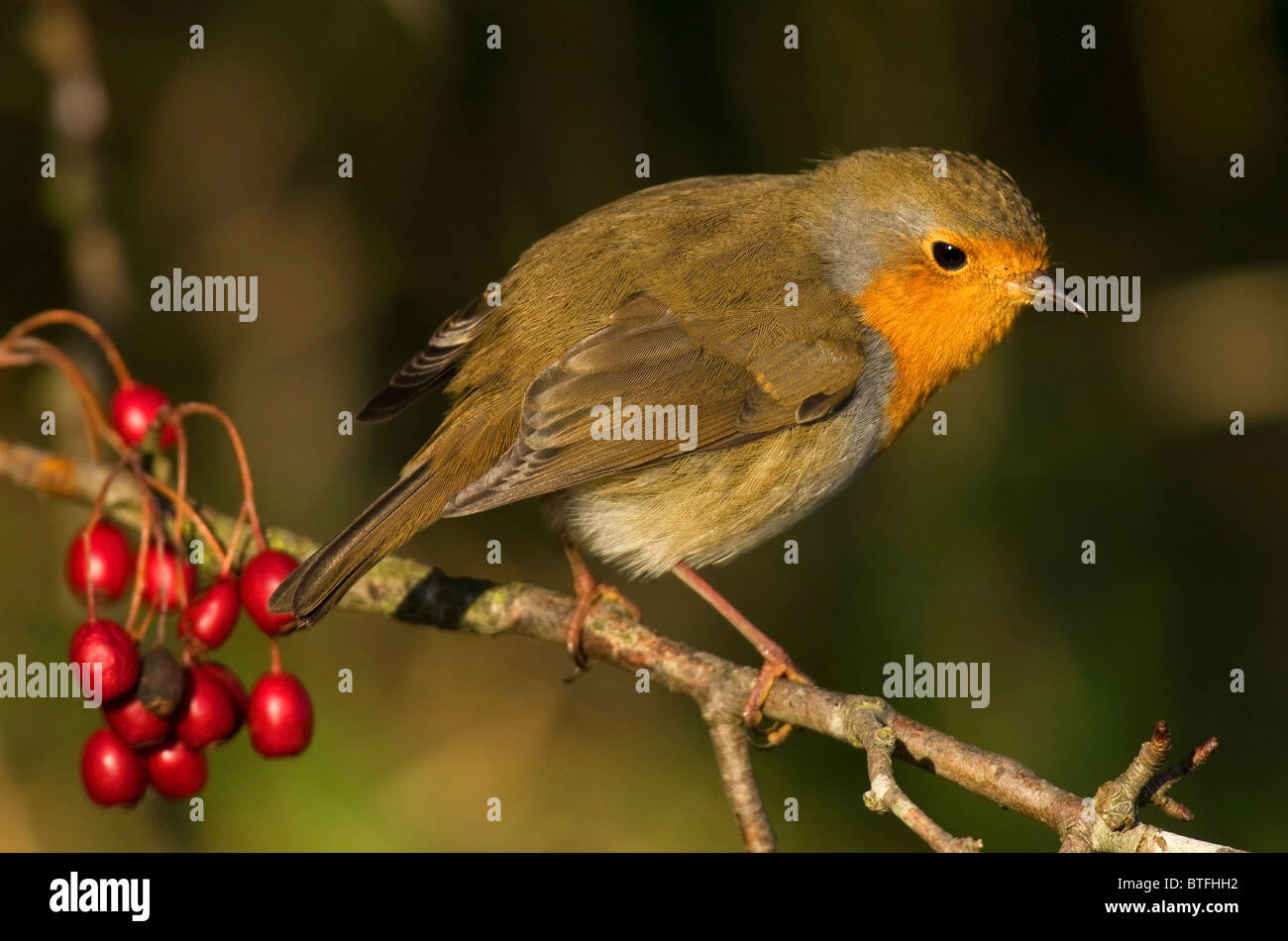 Robin berries hi-res stock photography and images - Alamy