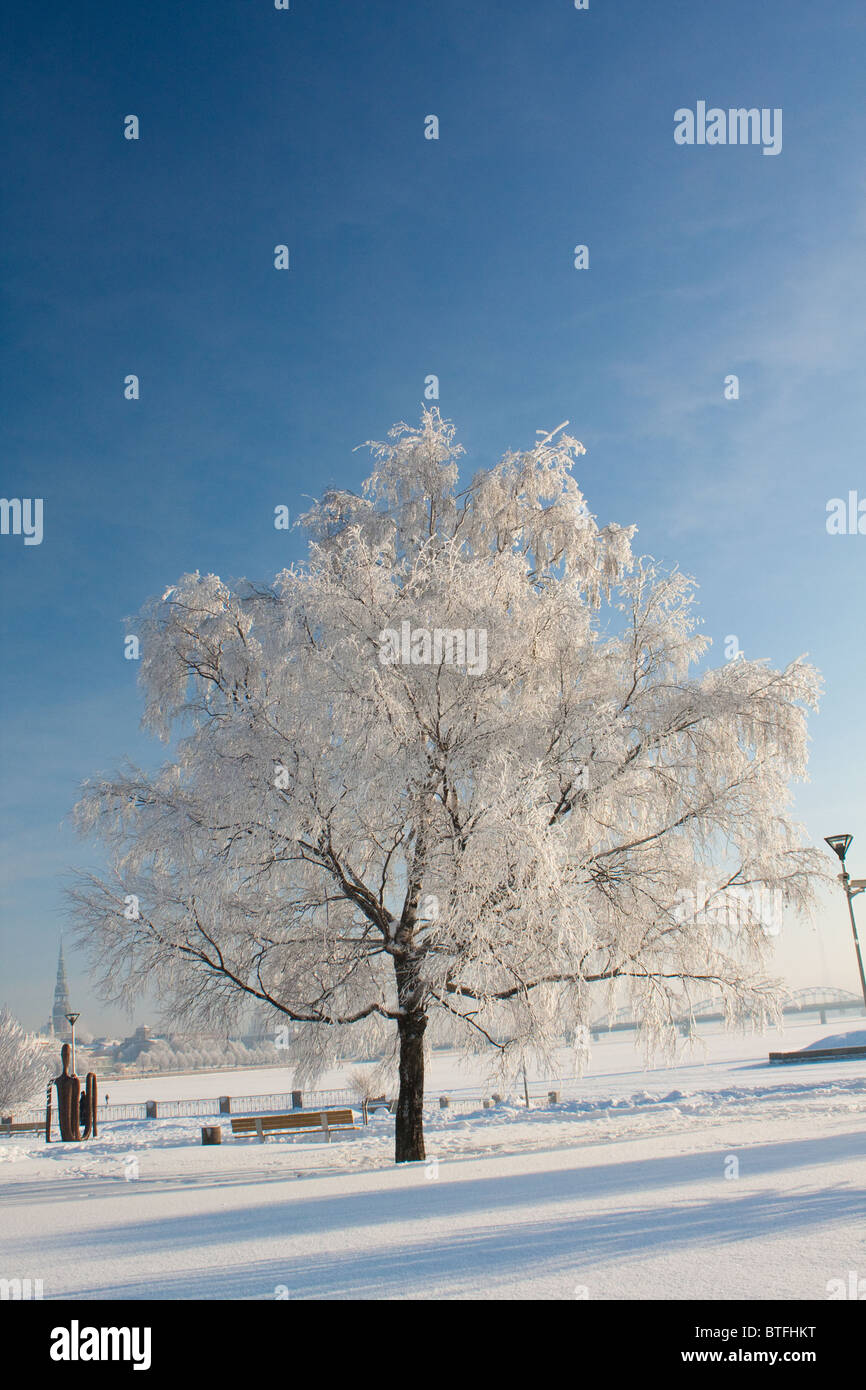 Snowy winter with trees Stock Photo - Alamy