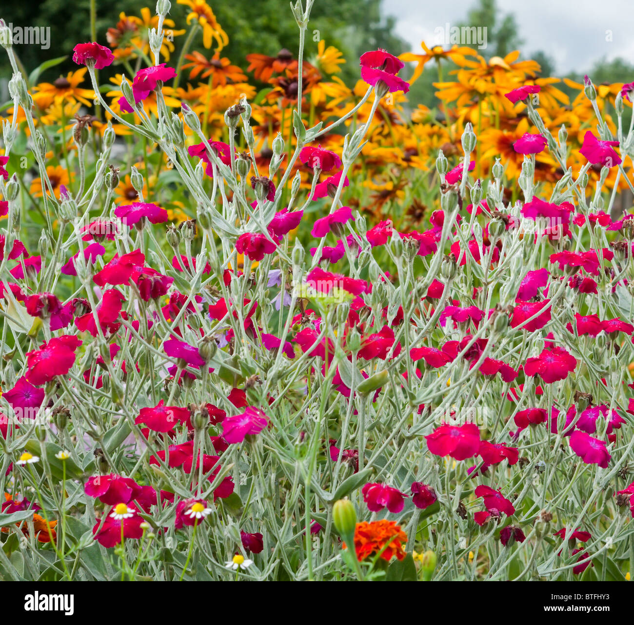 Background of little red flowers in nature Stock Photo - Alamy
