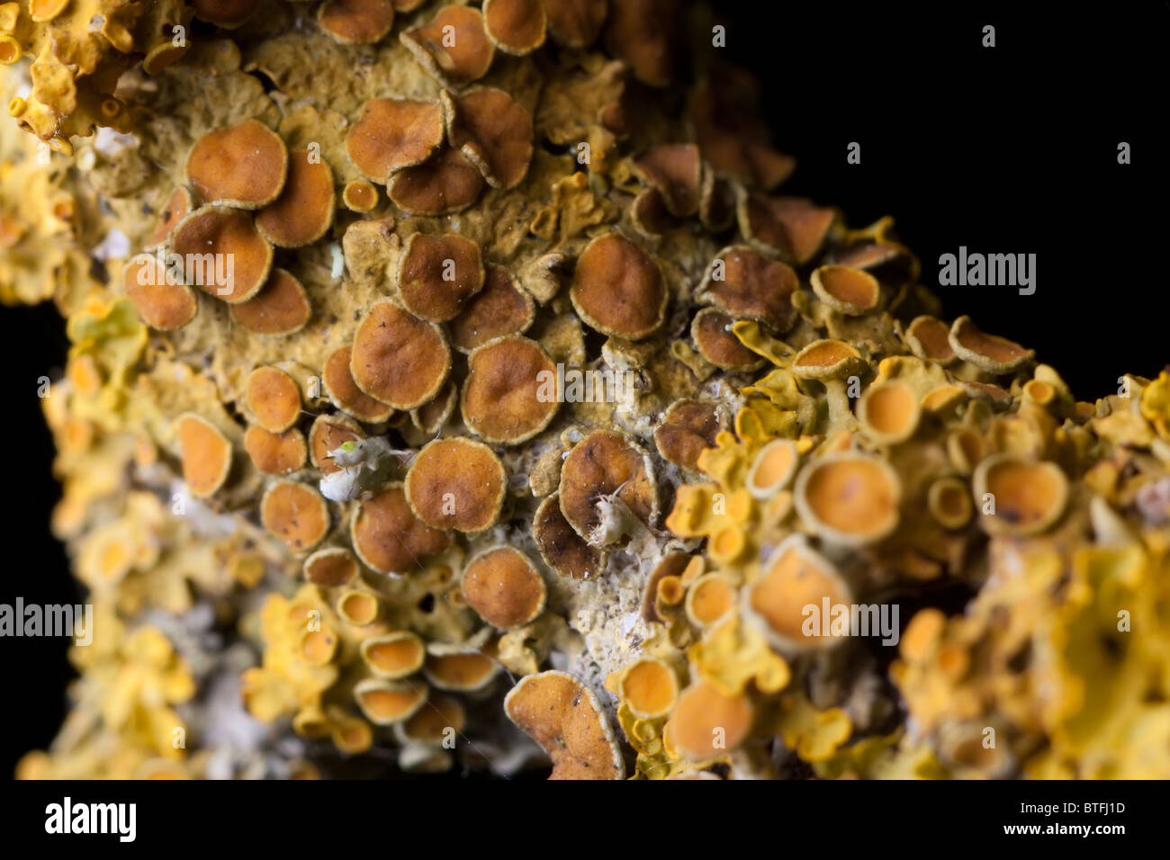 Fungus on the tree in nature Stock Photo - Alamy