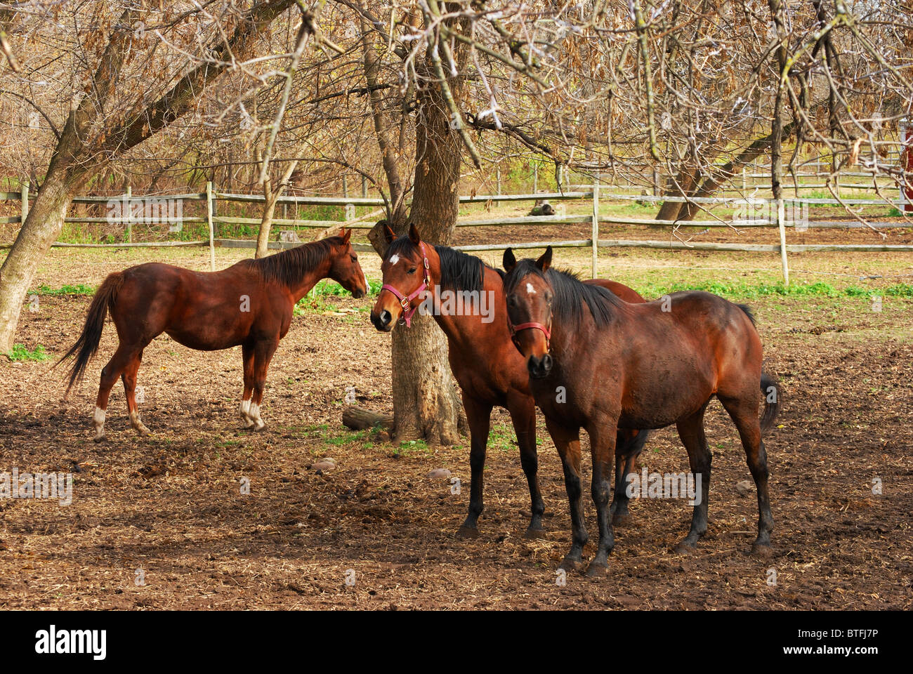 Neglected horses cared for by the Humane Society Stock Photo - Alamy