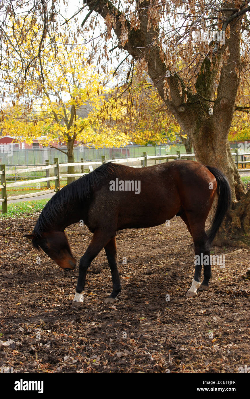 The neglected horses hi-res stock photography and images - Alamy