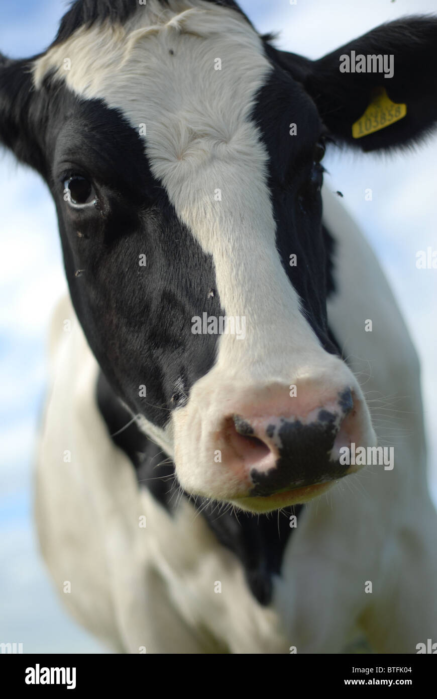 curious cow head Stock Photo - Alamy