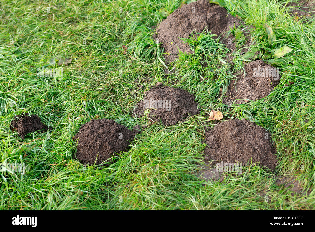 Mole hills - the telltale sign of mole activity - the scourge of every ...