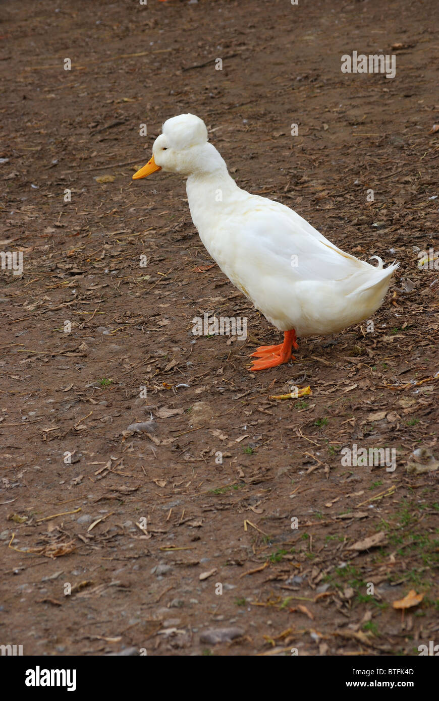 Crested white duck Stock Photo - Alamy