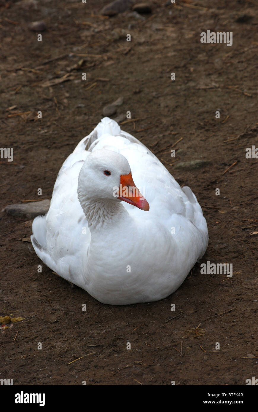 Domesticated white goose sitting Stock Photo - Alamy