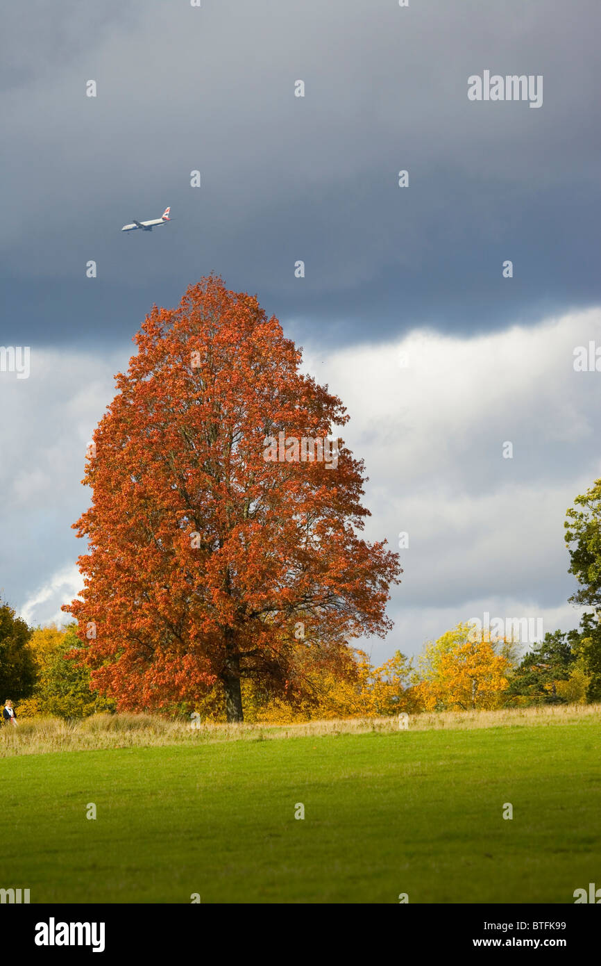 Red Flames Autumn trees in Richmond park London England Great Britain ...
