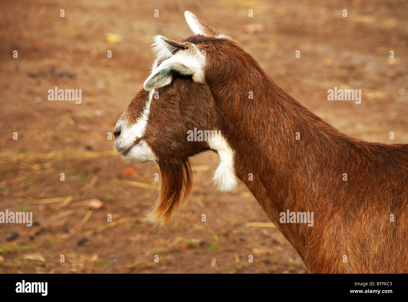 Head and neck of bearded tan goat looking left Stock Photo - Alamy