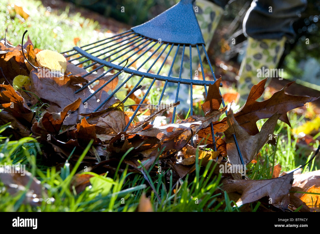 person gathering up autumn leaves with garden leaf rake Stock Photo - Alamy