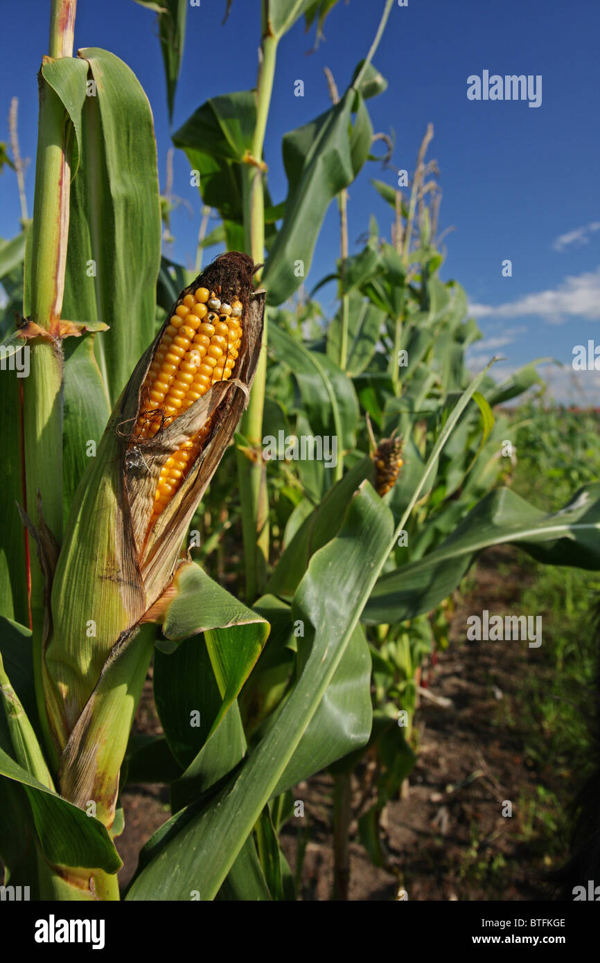 Corn cob in summer Stock Photo - Alamy