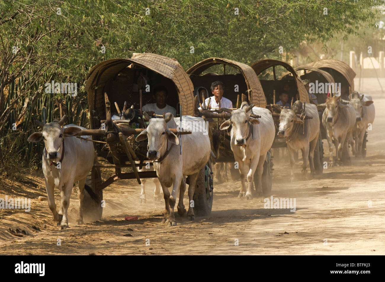 Ox carriage on a dustry road, Bagan (Pagan), Myanmar (Burma Stock Photo ...