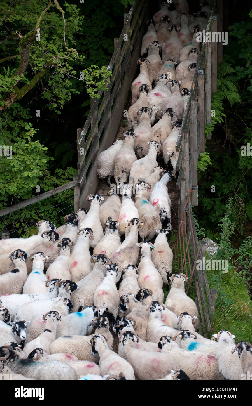 Shepherd gathering Swaledale sheep off Baugh Fell in the Howgills ...