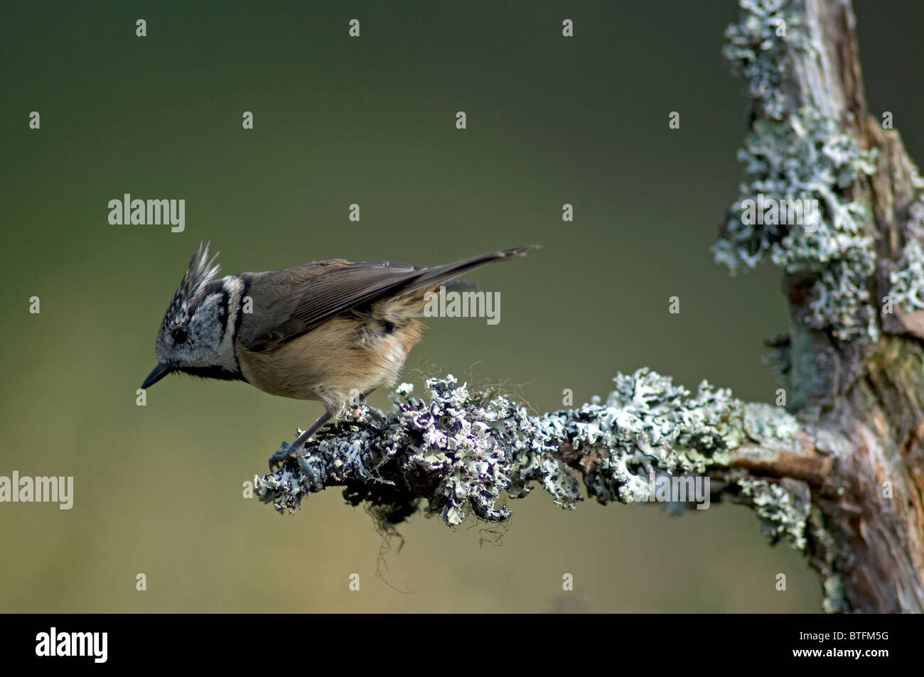 Crested Tit unique bird of the Scottish Native Caledonian Pine woods ...