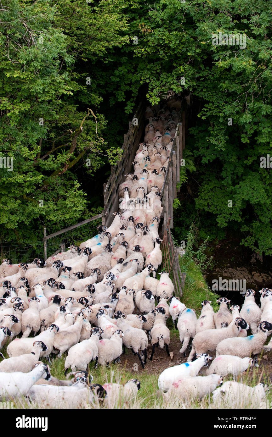 Shepherd gathering Swaledale sheep off Baugh Fell in the Howgills ...
