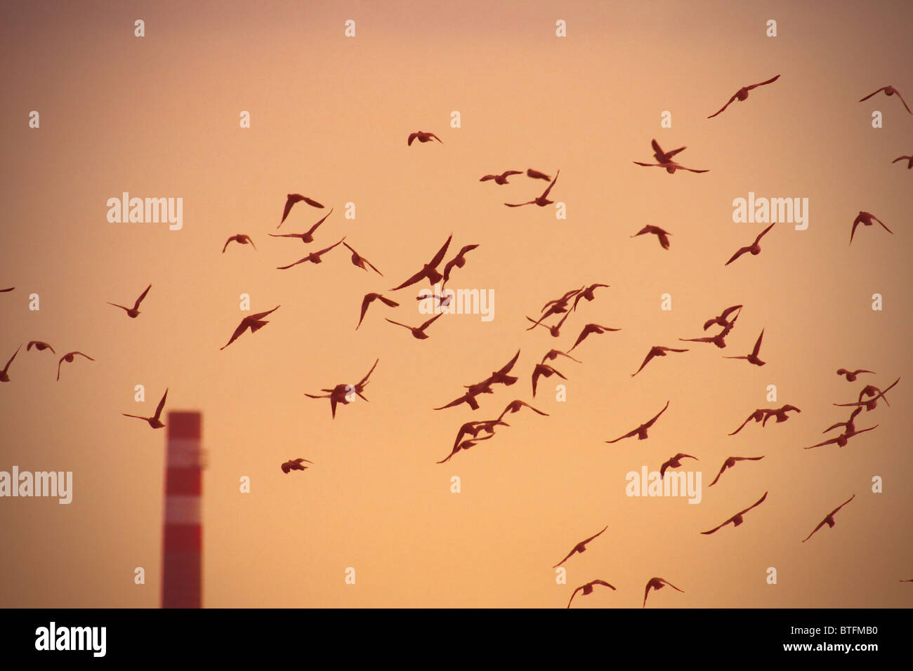 Flock pigeons in sky birds hi-res stock photography and images - Alamy