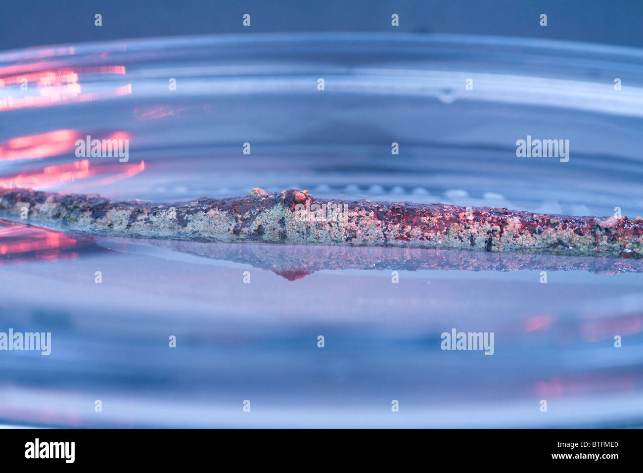 Bark on stick hi-res stock photography and images - Alamy