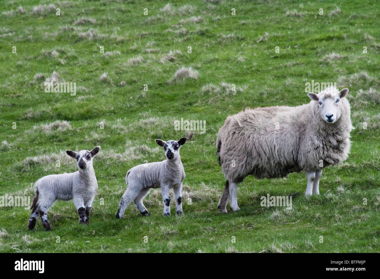 Sheep and lambs looking at camera hi-res stock photography and images ...