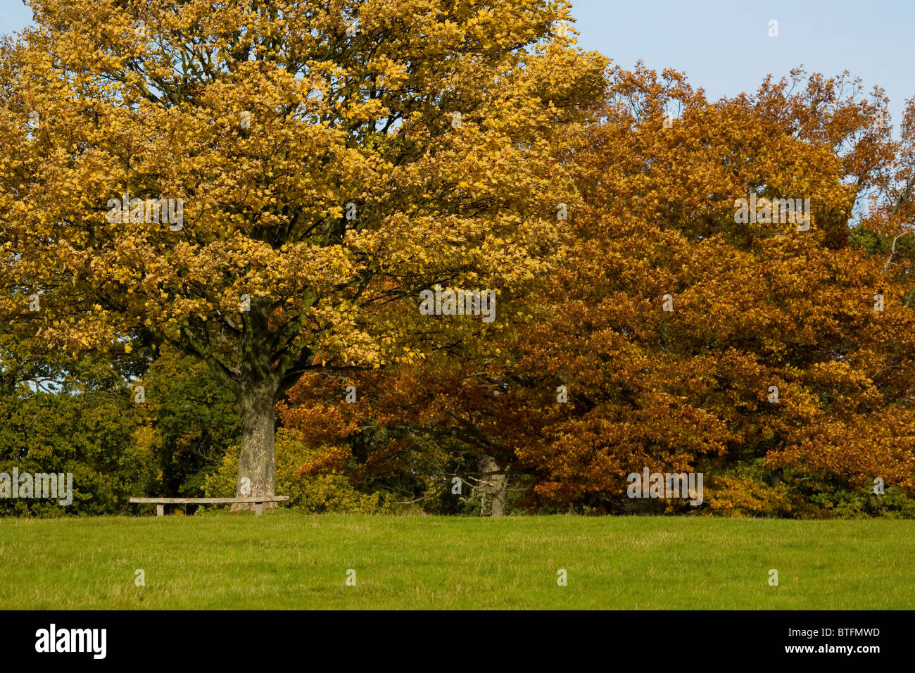 Autumn reds and yellows trees in Richmond park London England Great ...