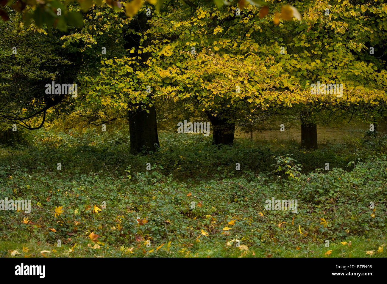 Autumn foliage in Richmond Park London England Great Britain United ...