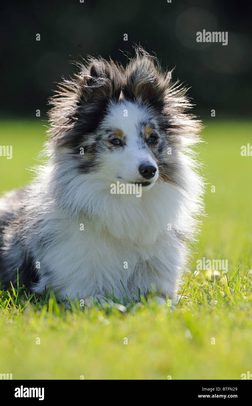 Sheltie, Shetland Sheepdog (Canis lupus familiaris), adult lying on a ...