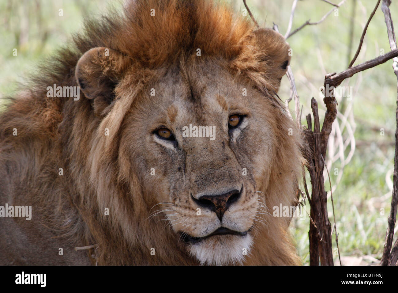 Lion looking directly into the camera Stock Photo - Alamy