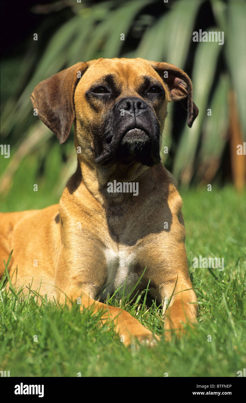 Boxer (Canis lupus familiaris). Adult lying on a lawn Stock Photo - Alamy