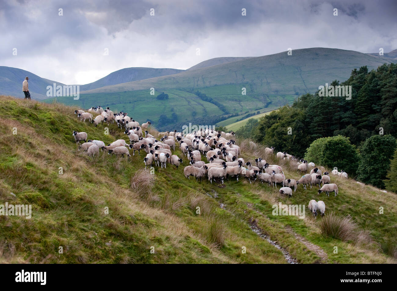 Shepherd gathering Swaledale sheep off Baugh Fell in the Howgills ...