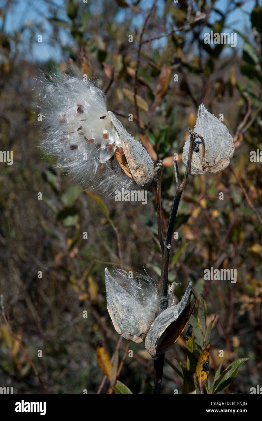 Annual dispersal High Resolution Stock Photography and Images - Alamy