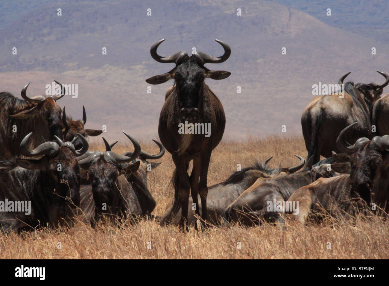 Wildebeast gnu serengeti hi-res stock photography and images - Alamy