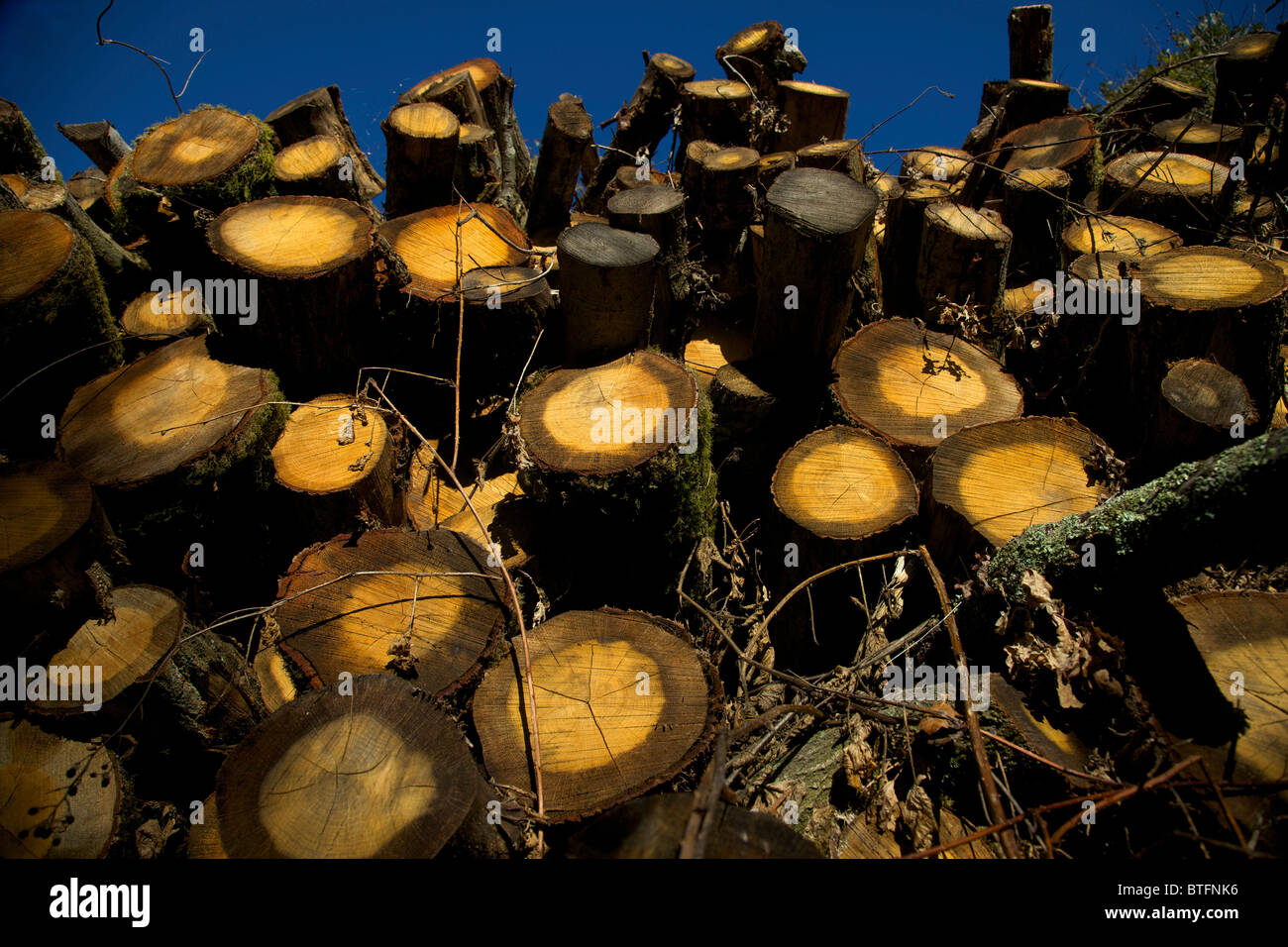 Large pile of cut wooden logs in a forest clearing Stock Photo - Alamy
