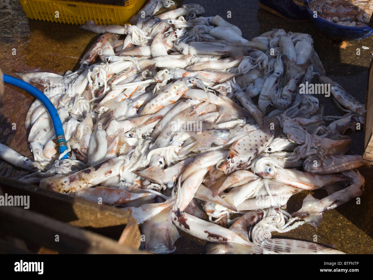 Squid Jagalchi Fish Market Busan South Korea Stock Photo - Alamy
