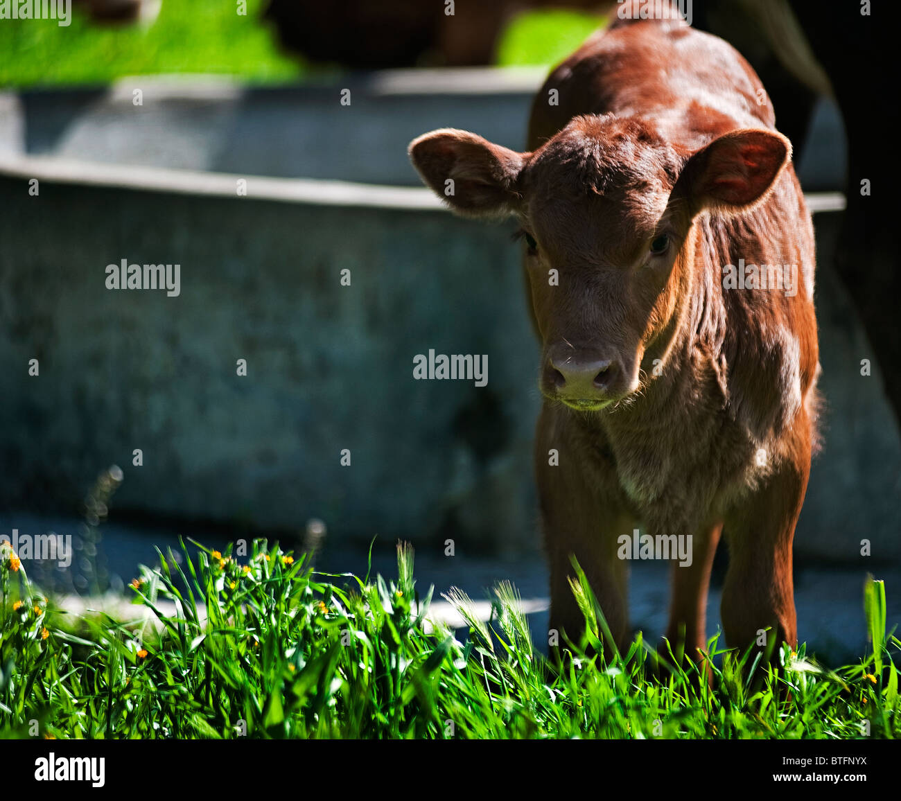 Long horn calf Stock Photo - Alamy