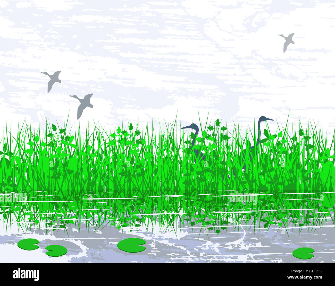 Illustration of birds in a wetland habitat Stock Photo - Alamy