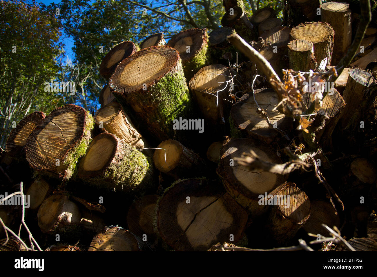 Large pile of cut wooden logs in a forest clearing Stock Photo - Alamy