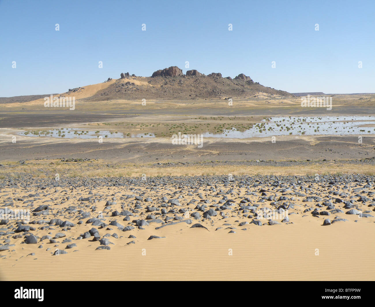 Sahara grass hi-res stock photography and images - Alamy
