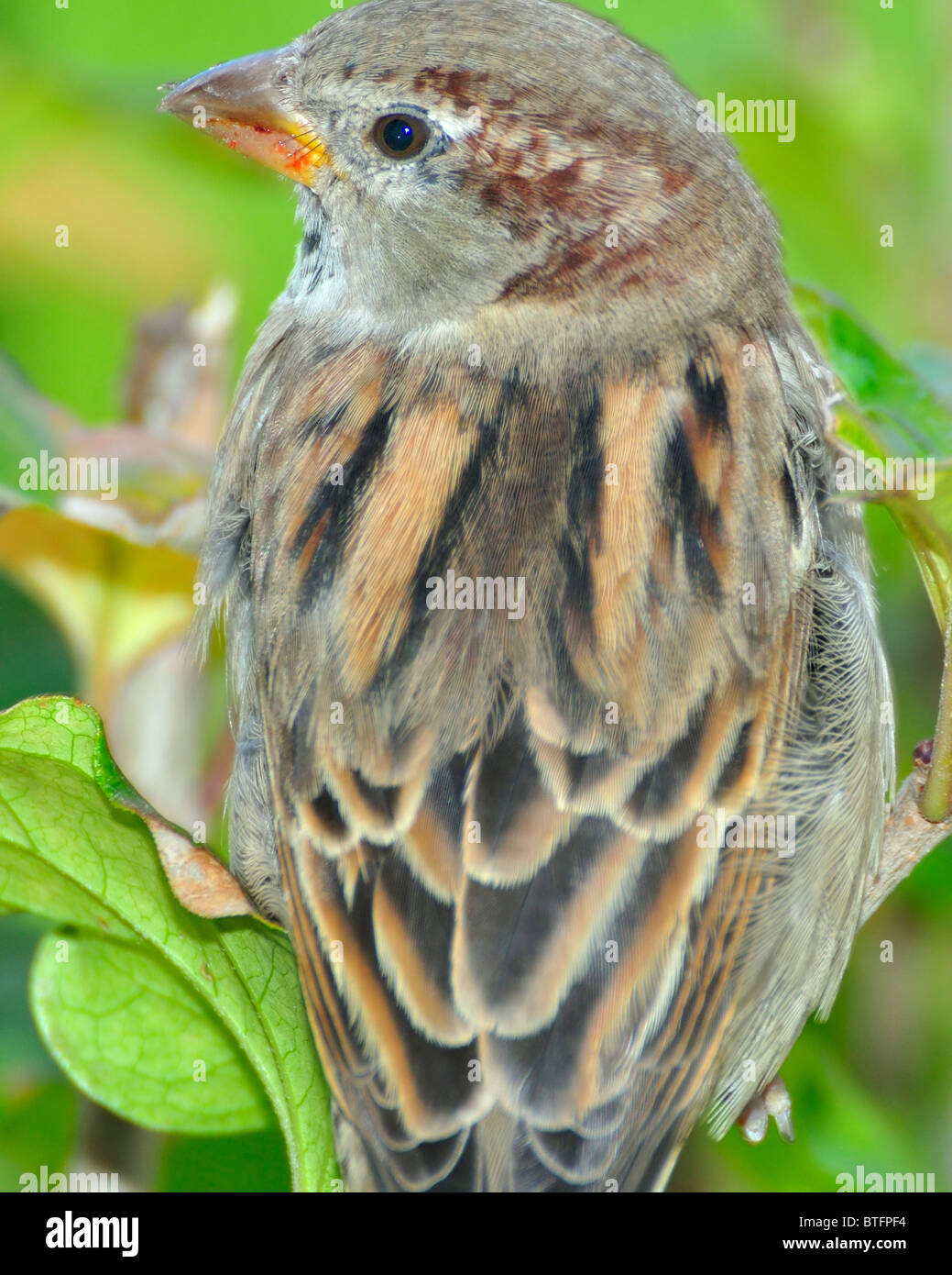 Very close up photograph of a sparrow sitting on a bush Stock Photo - Alamy