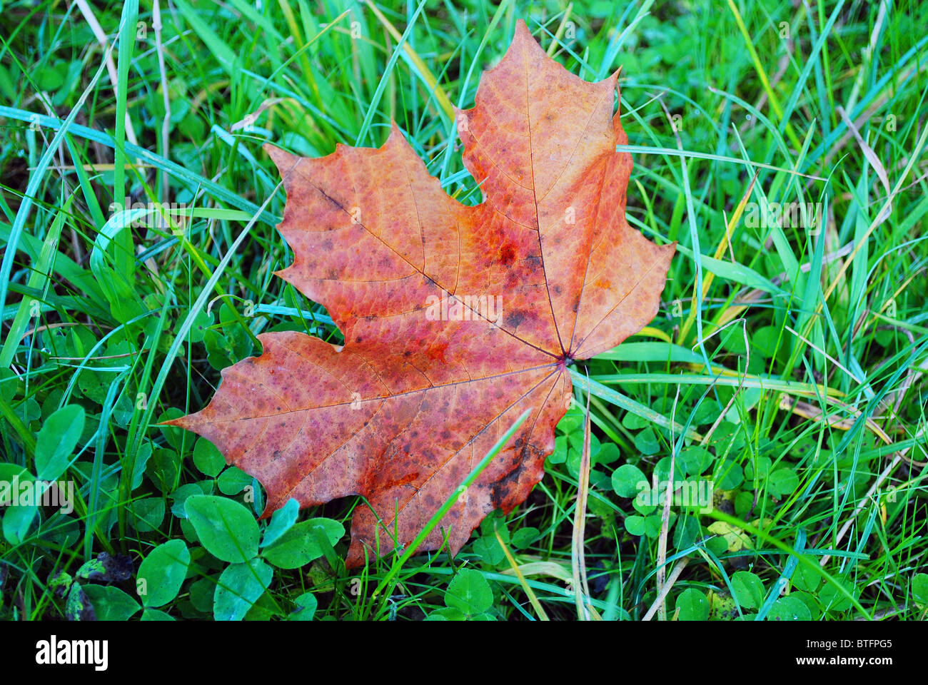 Dried sycamore leaf hi-res stock photography and images - Alamy
