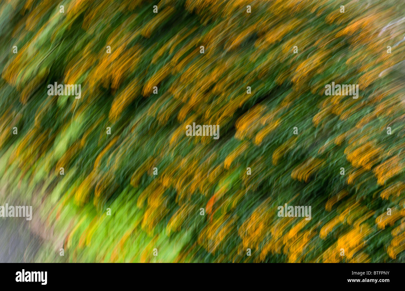 Vibrant autumn coloured abstract background or texture Stock Photo - Alamy