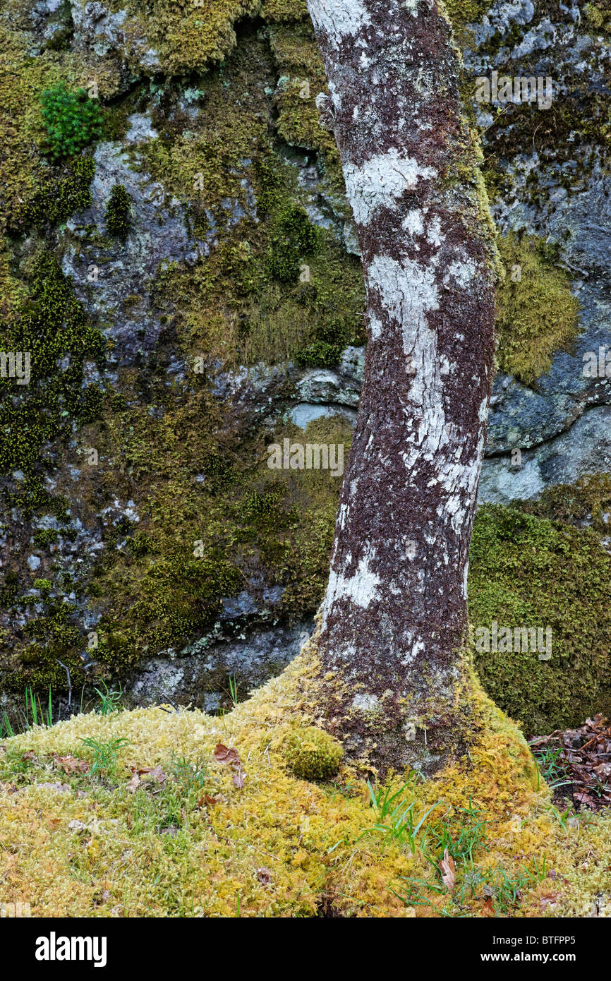 Scottish oak tree hi-res stock photography and images - Alamy