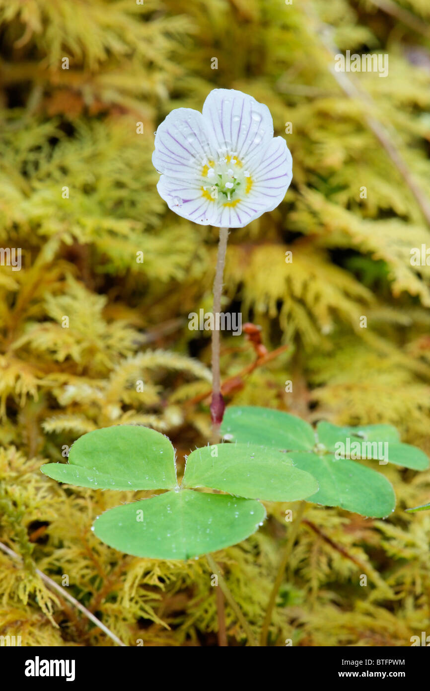 Flower oxalidaceae oxalis acetosella hi-res stock photography and ...