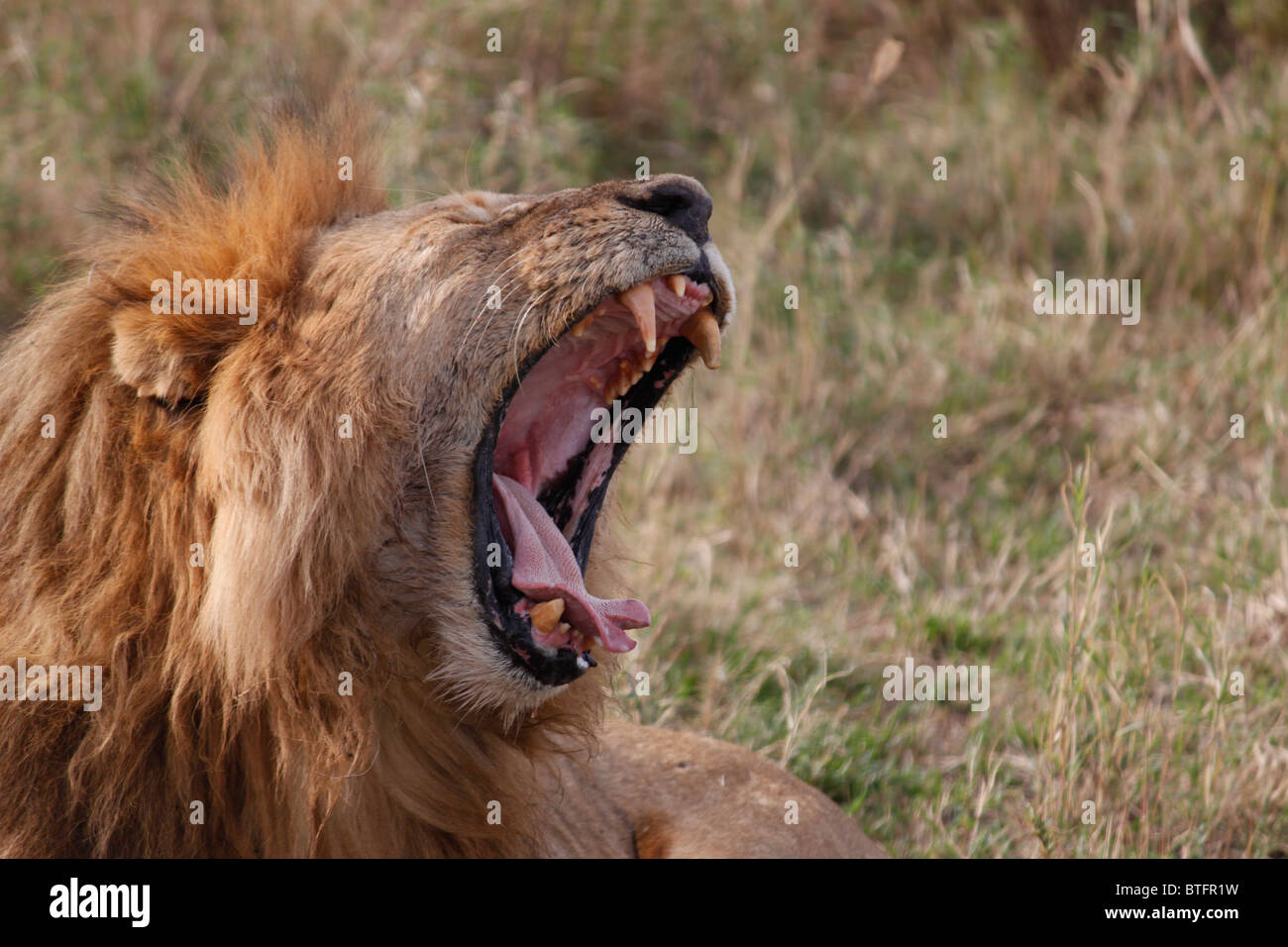 Lion with open mouth hi-res stock photography and images - Alamy