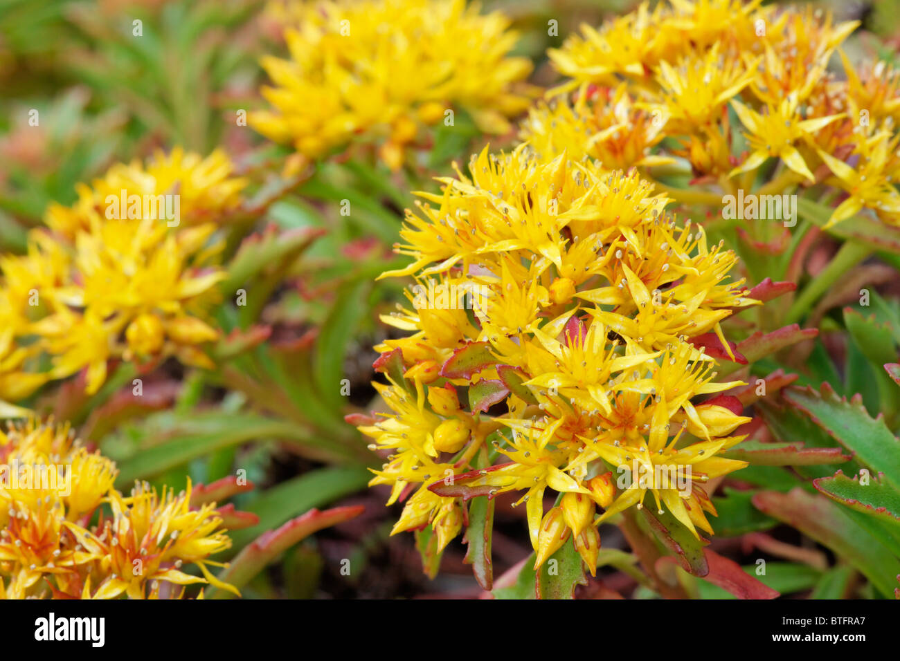 Sedum floriferum gold hi-res stock photography and images - Alamy