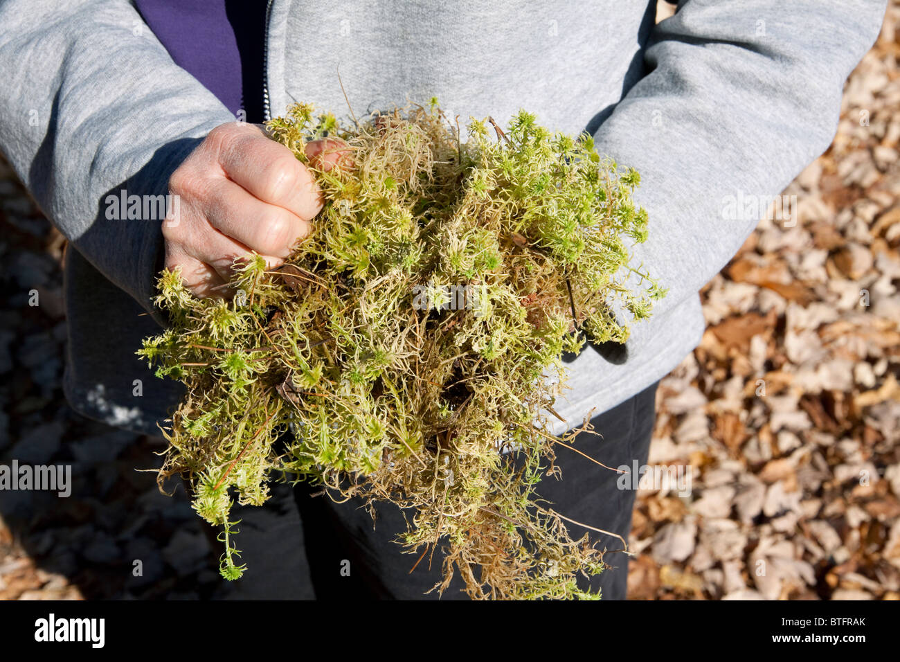 Person holding Sphagnum Moss Northern Michigan USA Stock Photo - Alamy