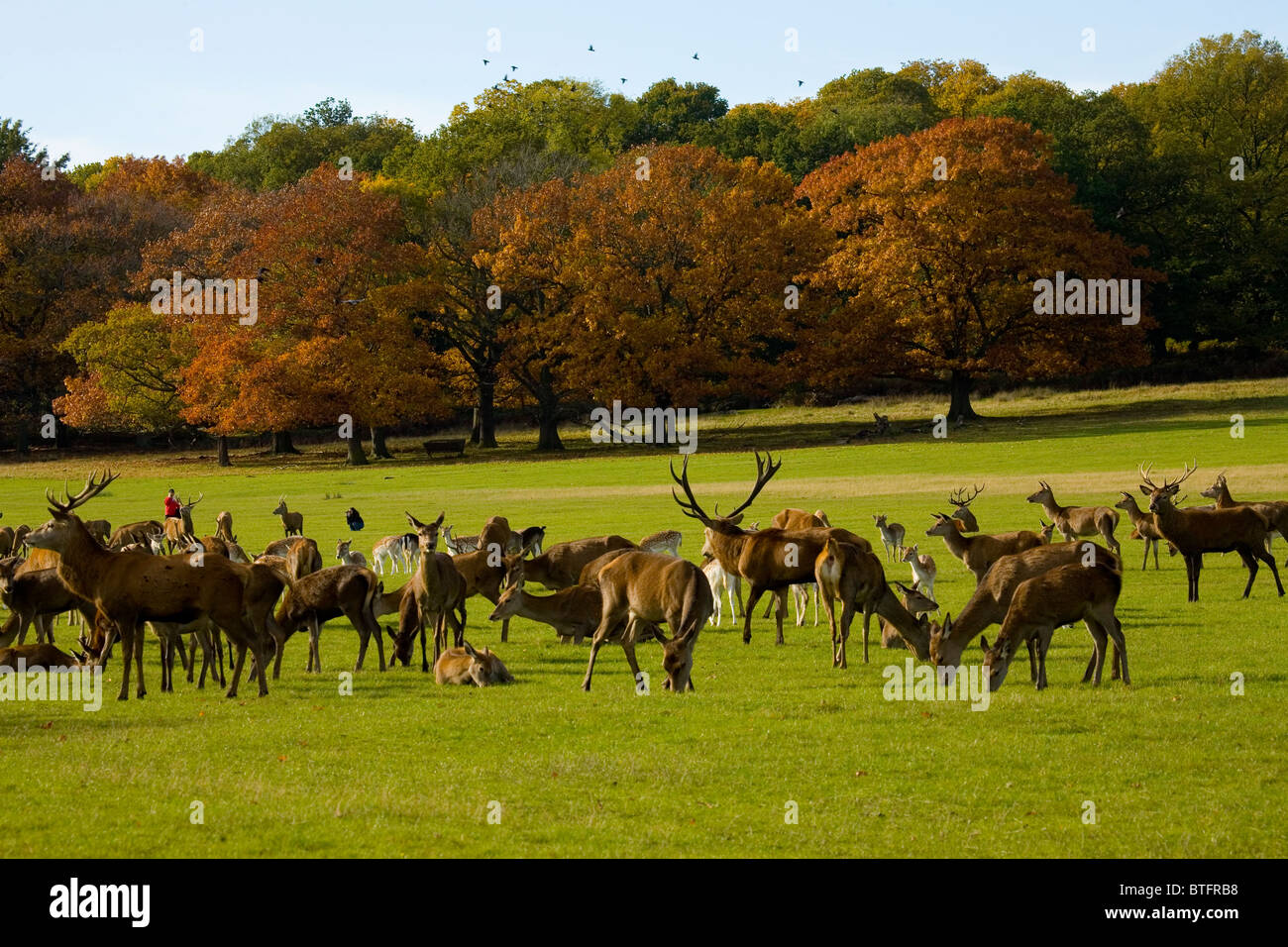 Deer herd in Richmond park London England Great Britain United Kingdom ...