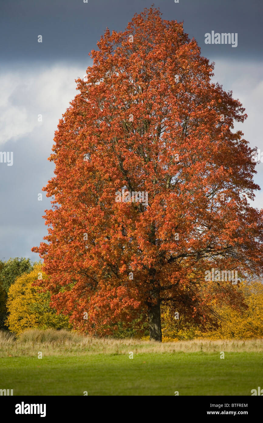 Autumn trees in Richmond park London England Great Britain United ...
