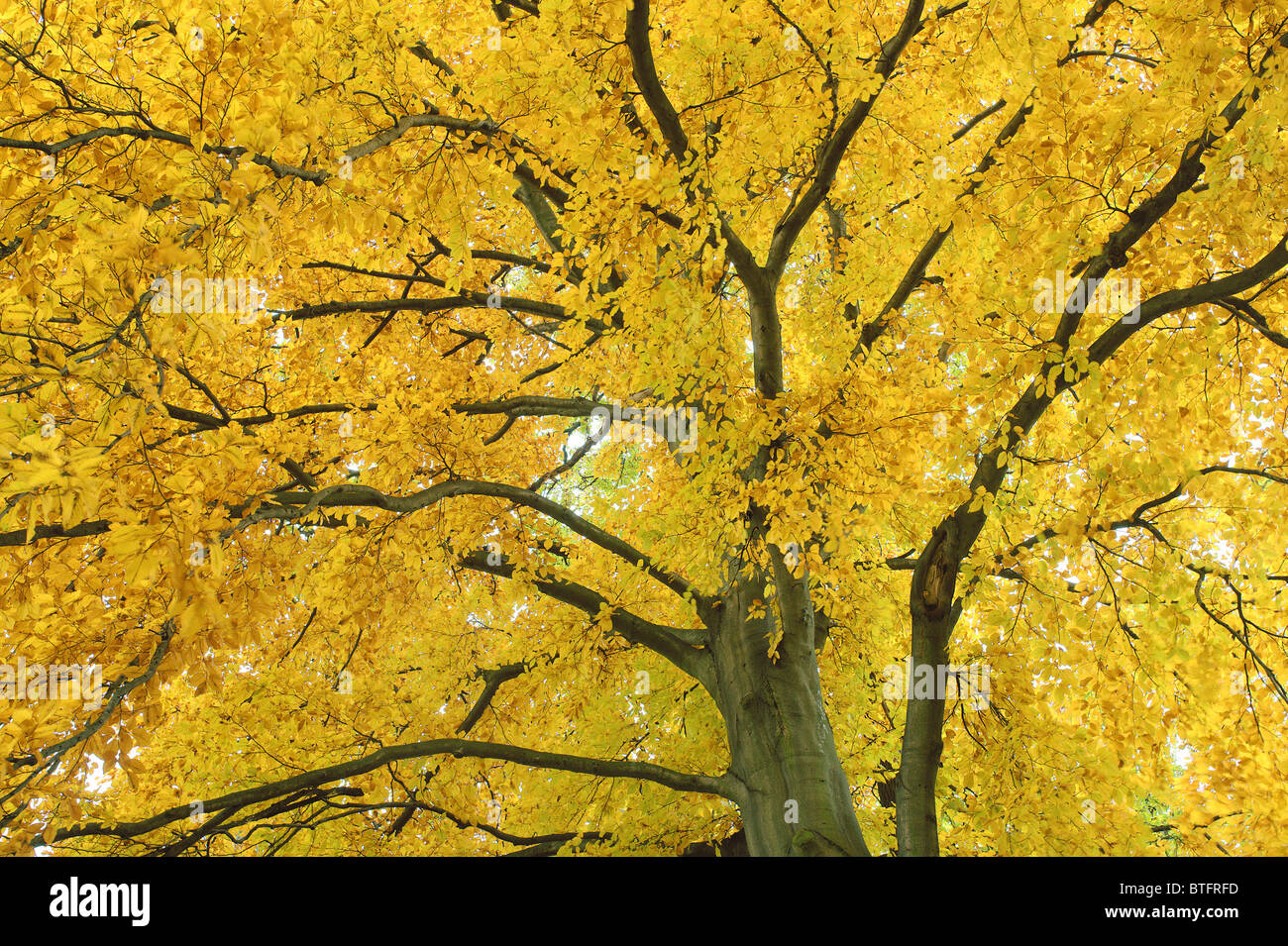 Old beech tree with yellow autumn leaves Fagus sylvatica Stock Photo ...