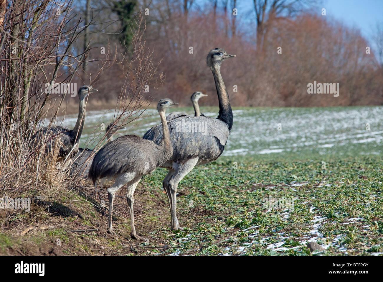 Greater Rhea (Rhea americana), adults on a rape field in winter. Mecklenburg-Western Pomerania ...