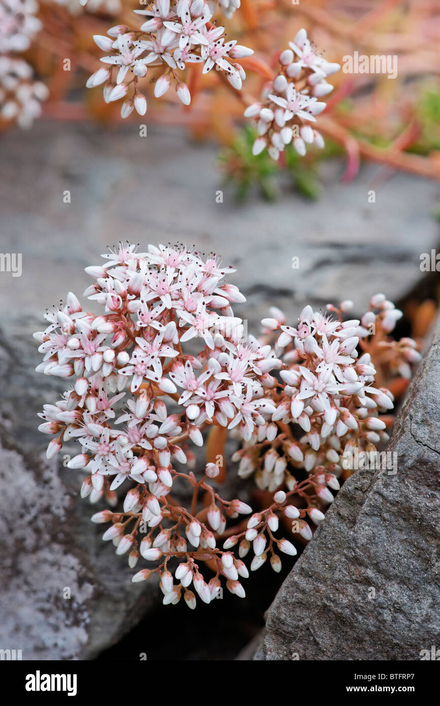 Coral carpet hi-res stock photography and images - Alamy
